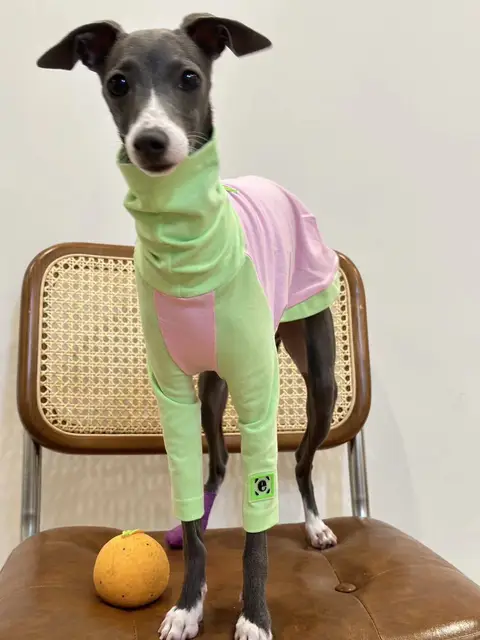 Windhond Hond Kleuren
