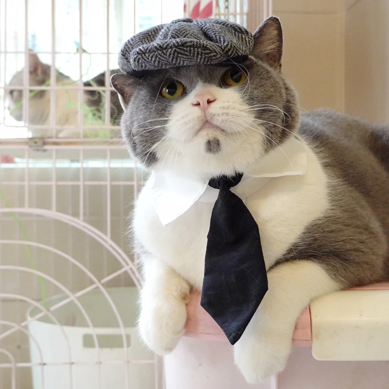 Engra-ado-gato-Cosplay-chap-u-Boina-de-cavalheiro-Banhando-sangue ...