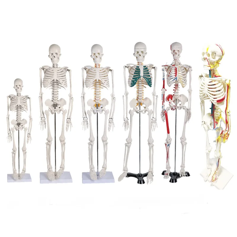 45CM-85cm-insan-iskelet-modeli-anatomisi-anatomisi-insan-esnek-t-bbi-anatomik-boneco-oyuncak-t-p.jpg