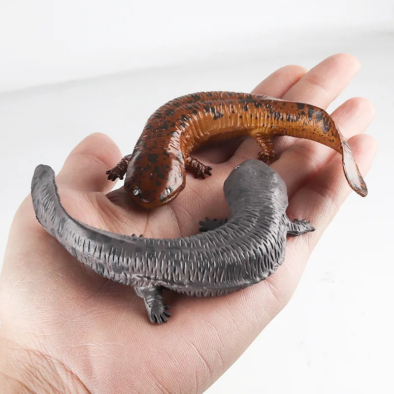 Is Salamander An Amphibian | contabilidadecidada.com.br