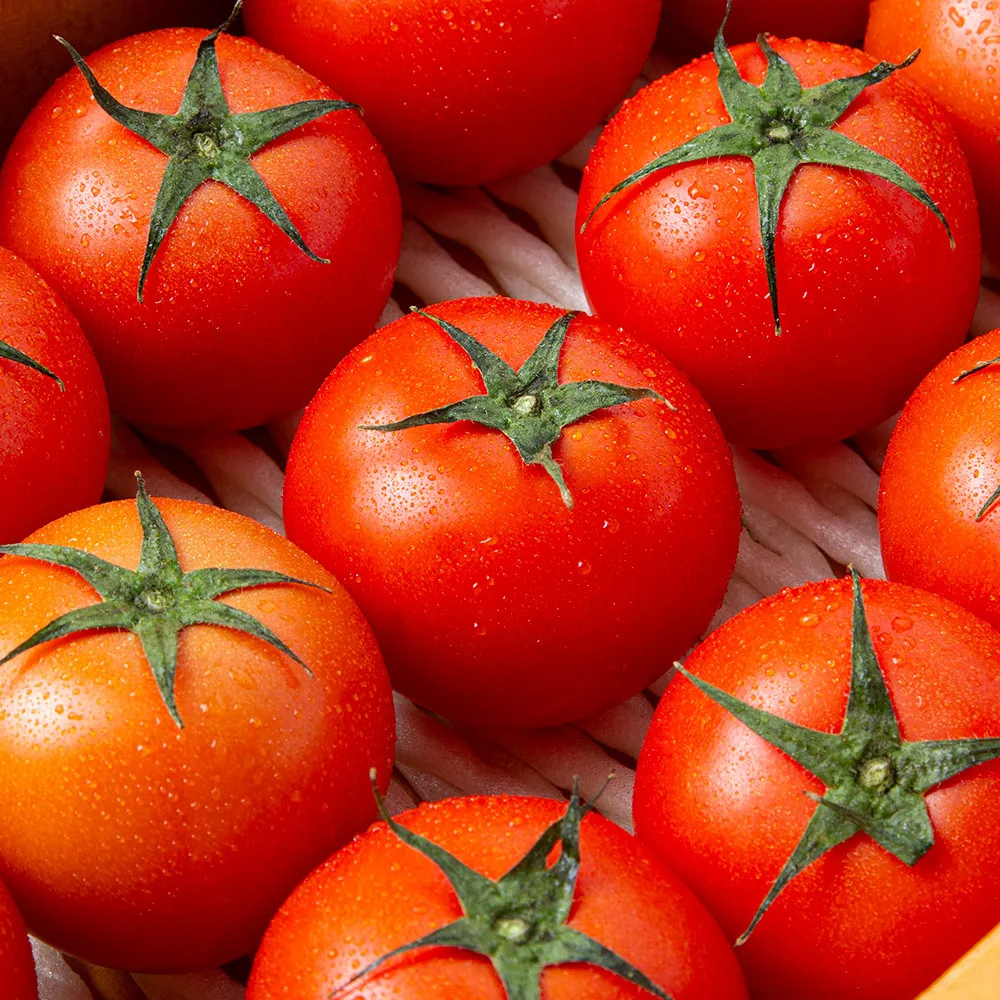 [Meisikang] Premium European Type Ripe Tomatoes 5kg (Medium Size ...