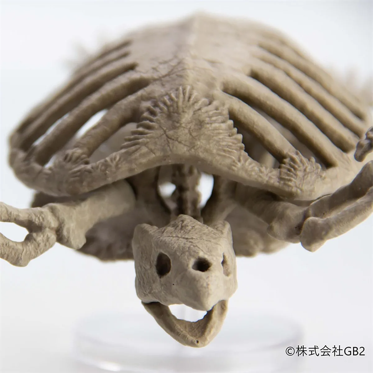 Turtle Skeleton