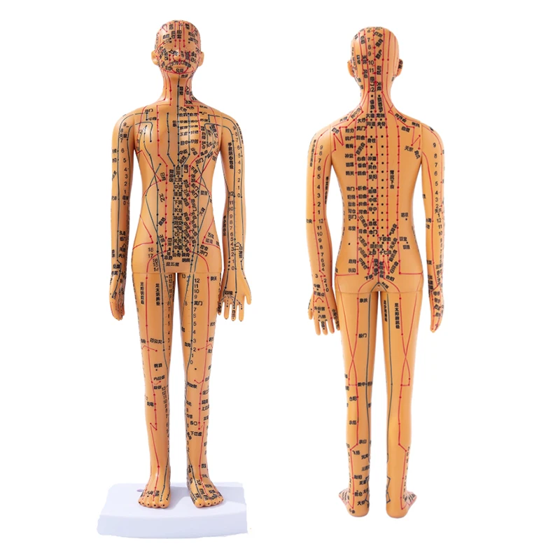 Female-Male-Acupuncture-Model-35cm-with-Chinese-Points-Base-PVC-Human ...