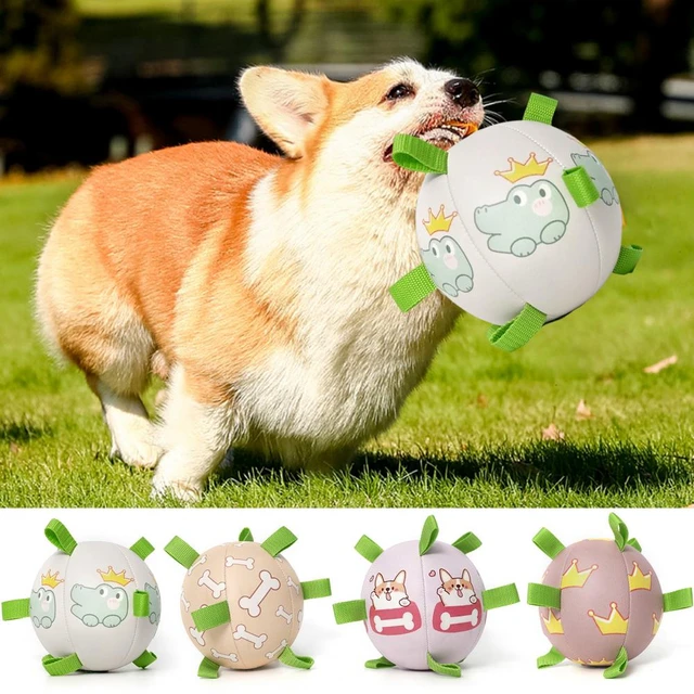 Son Corgis De Alto Mantenimiento