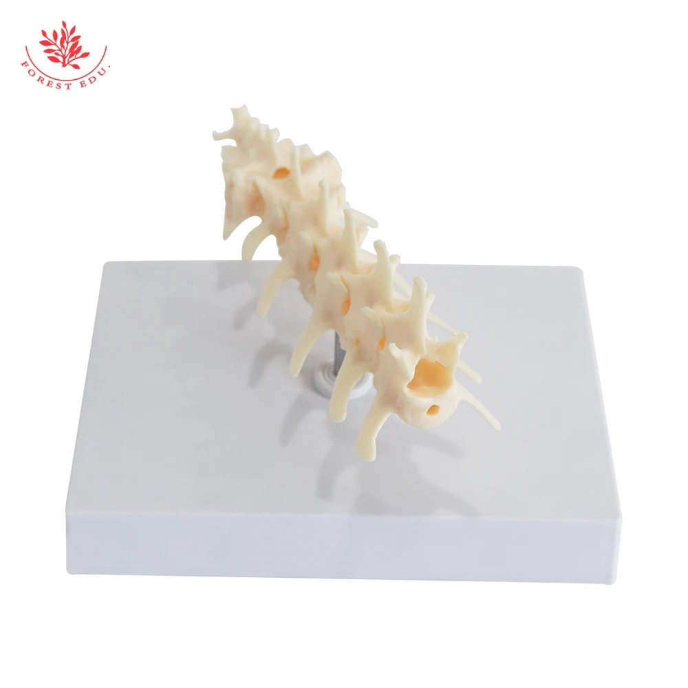 Columna-Vertebral-canina-modelo-de-columna-Vertebral-de-perro-esqueleto ...