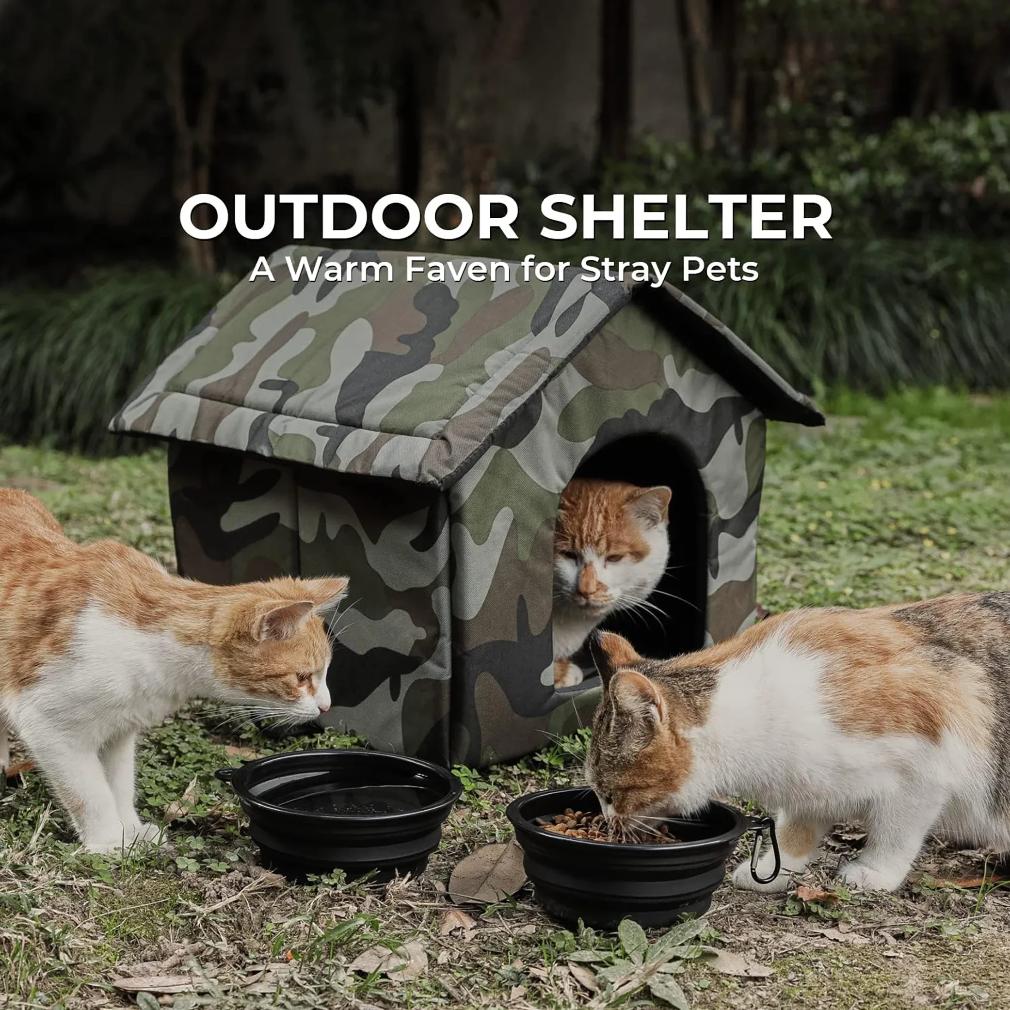 How To Care For Outdoor Stray Cat at William Santos blog