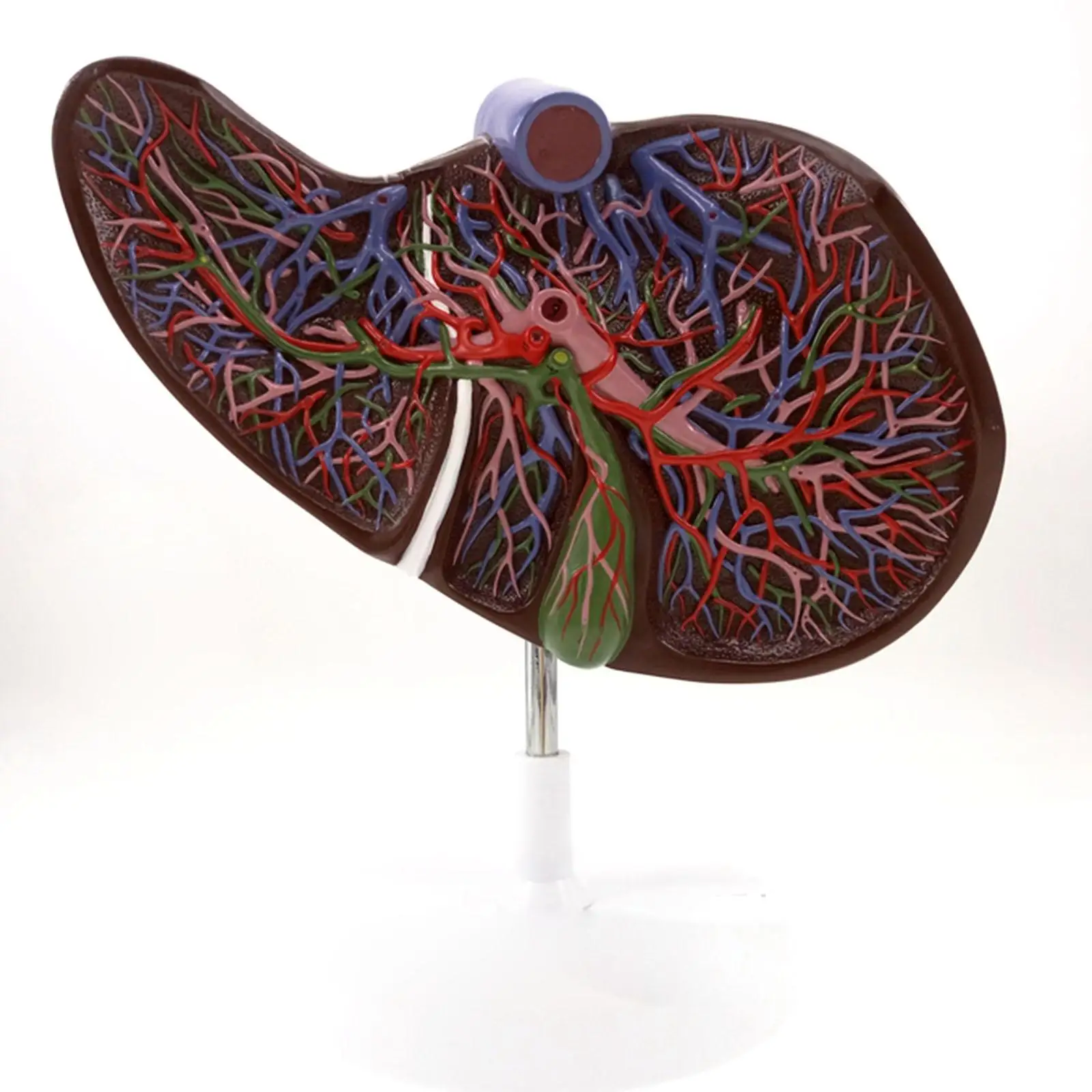 Human-Liver-Medical-Anatomy-Model-1-5X-Life-Size-With-Vessel-Simulation ...