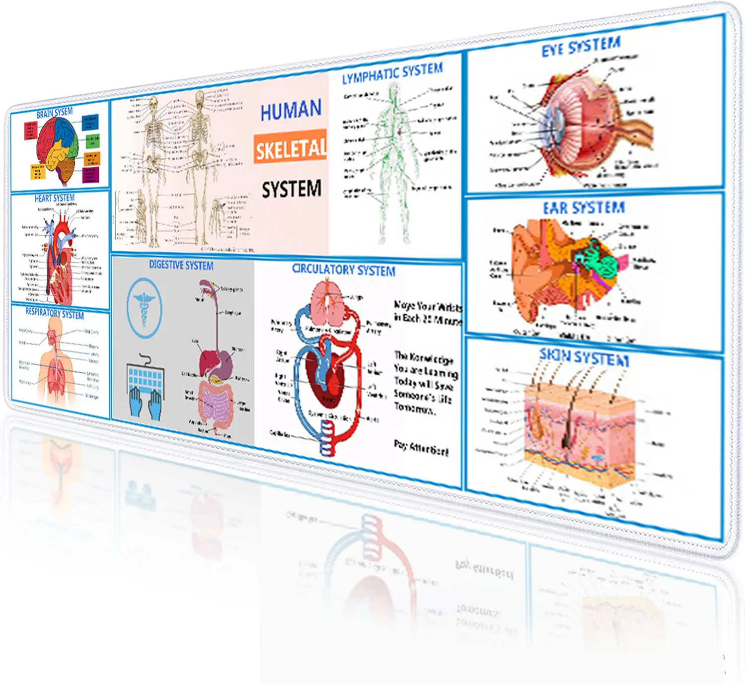 Medical Large Mouse Pad Human Anatomy Desk Mat Anatomy and Physiology ...