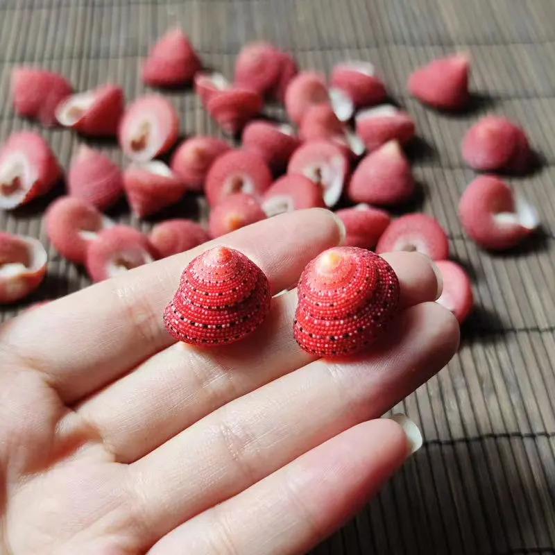 Natural-Conch-Shells-Clanculus-Puniceus-Specimen-Collection-of ...
