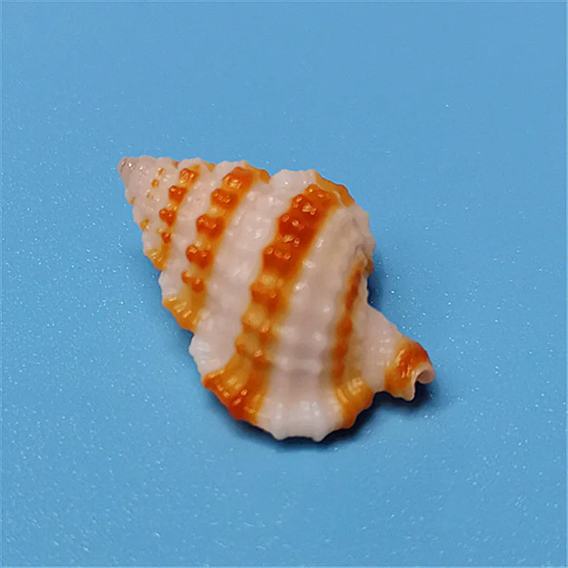 Natural-Rare-Sea-Snail-Shell-Specimens-Snail-Fish-Tank-Decoration-Home ...