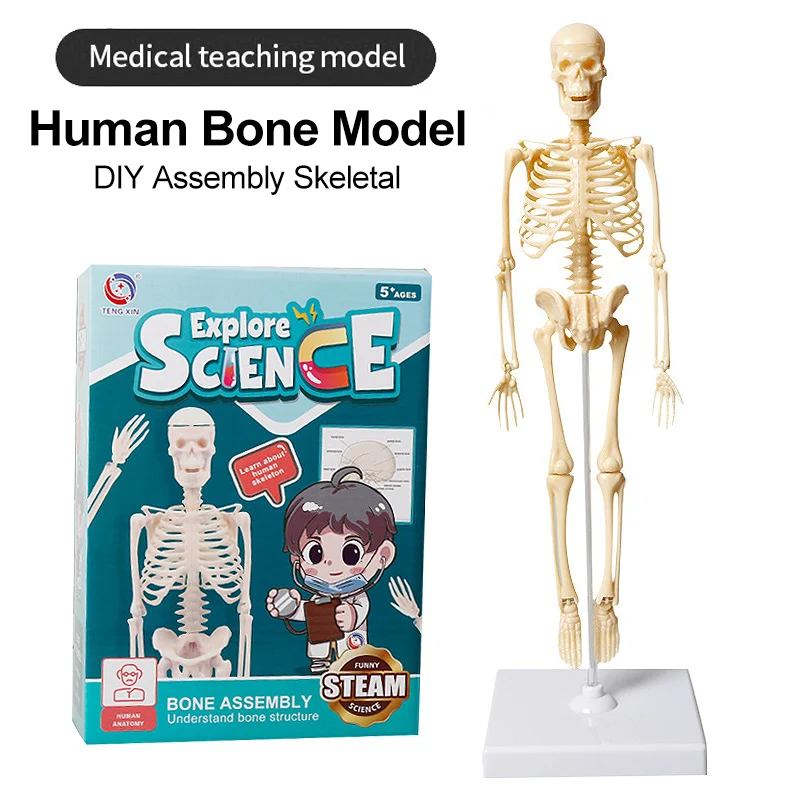 Joints-Of-Human-Organ-Bone-Model-DIY-Assembly-Skeletal-Removable ...