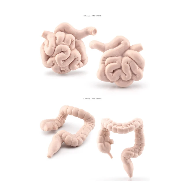 Large Intestine Kids