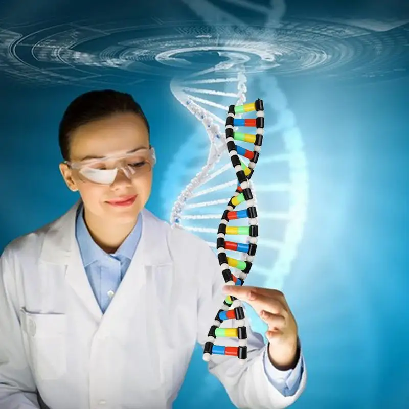 DNA-Model-Kids-DNA-Model-Assembly-Toys-Preschool-Science-Toys-Teaching ...