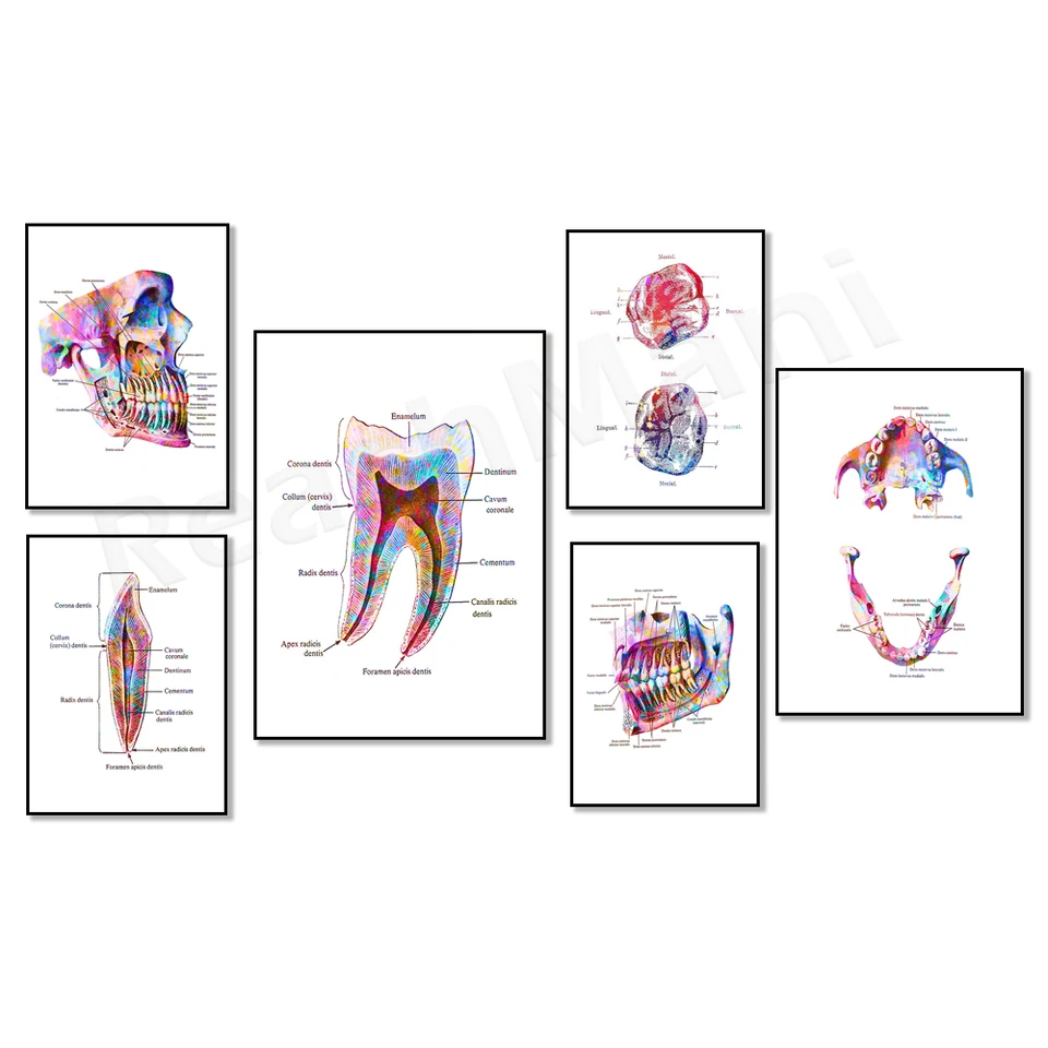 Dental Anatomy Coloring Pages
