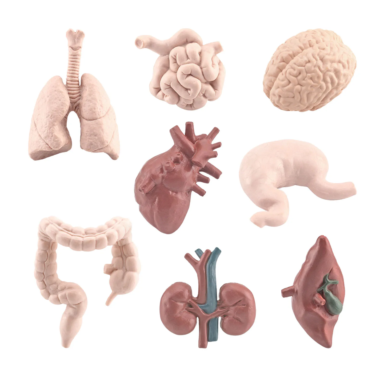 3D Human Body Organ Preschool Learning Toys 3D Human Body Organ ...