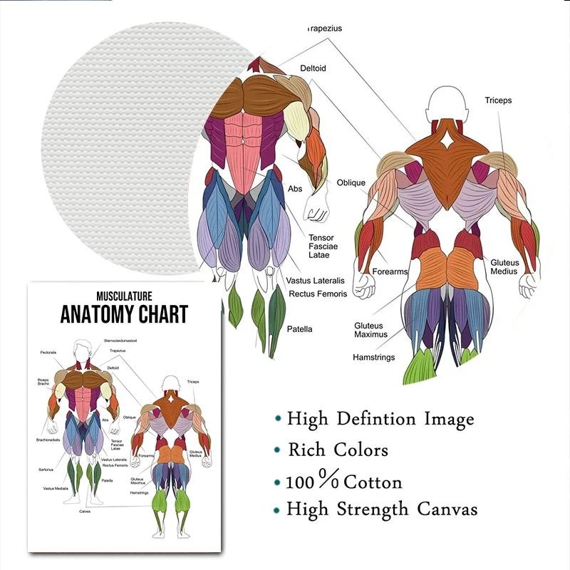Weight Lifting Exercise Diagrams