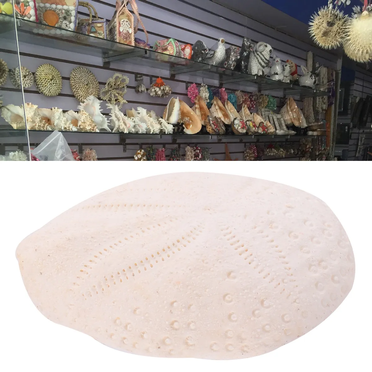 6Pcs Natural Conch Shell Decorations White Beach Home Wedding DIY Craft ...