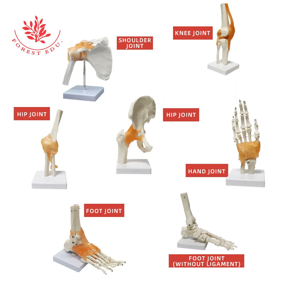 Joint-Model-Series-Clinical-Human-Shoulder-Elbow-Hip-Knee-Hand-Foot ...