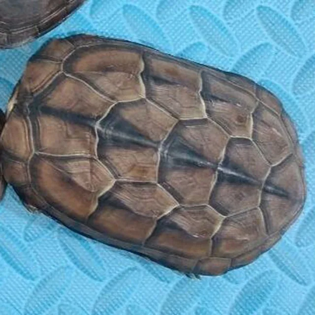 Real Tortoise Shell Collection Art Tortoise Complete Tortoise Shell Desk Decor