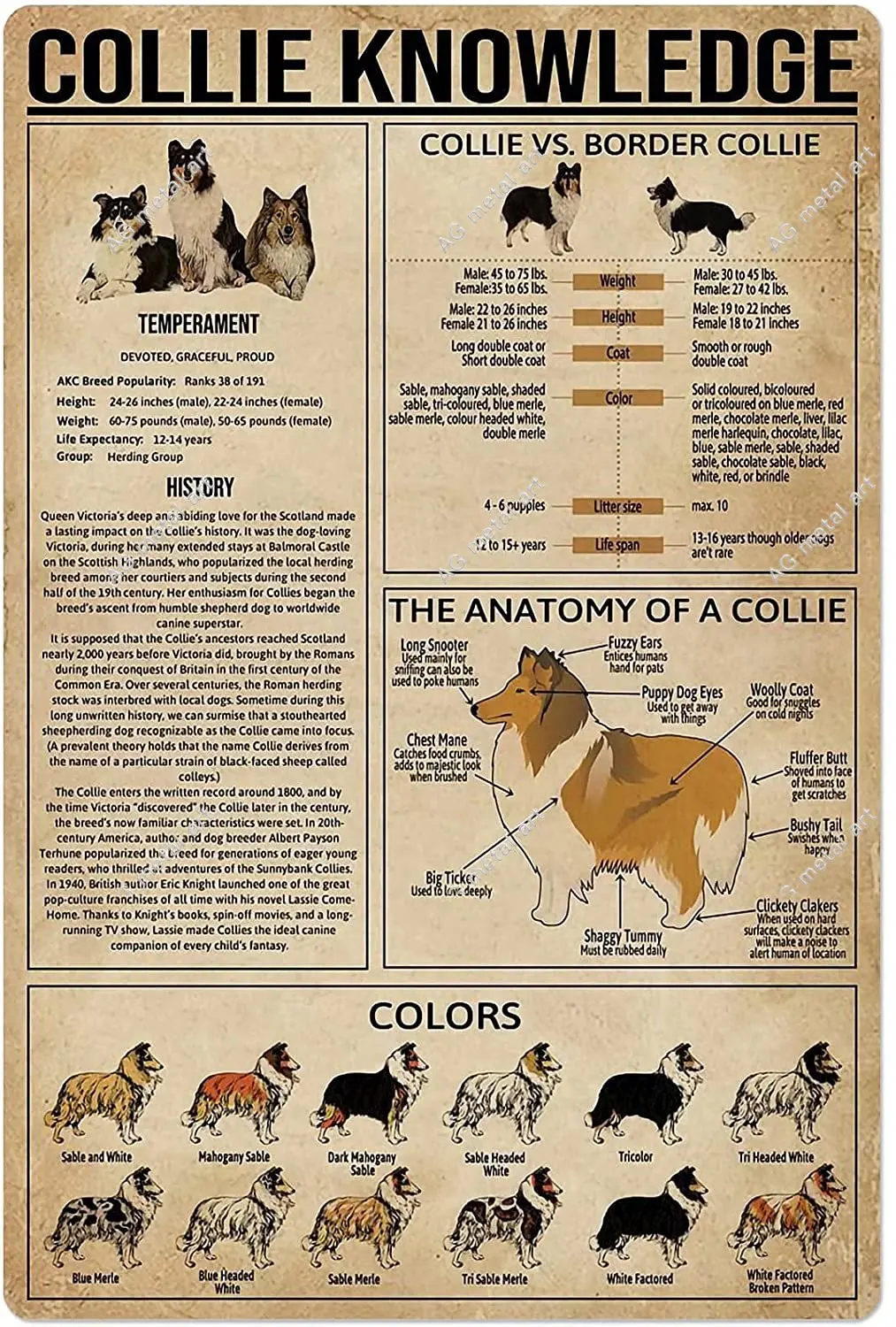 Border Collie Color Chart