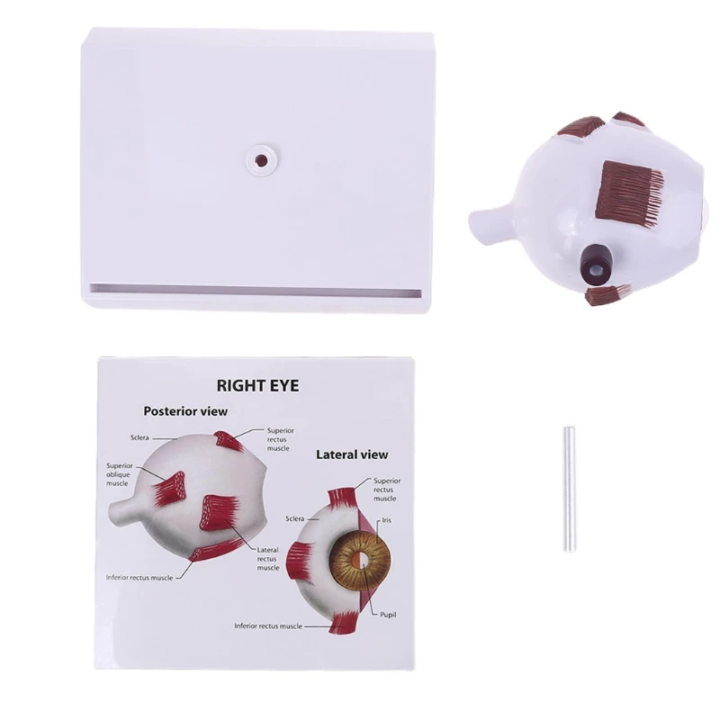 Human Right Eye Eyeball Model for Cross Section Anatomical Glaucoma ...