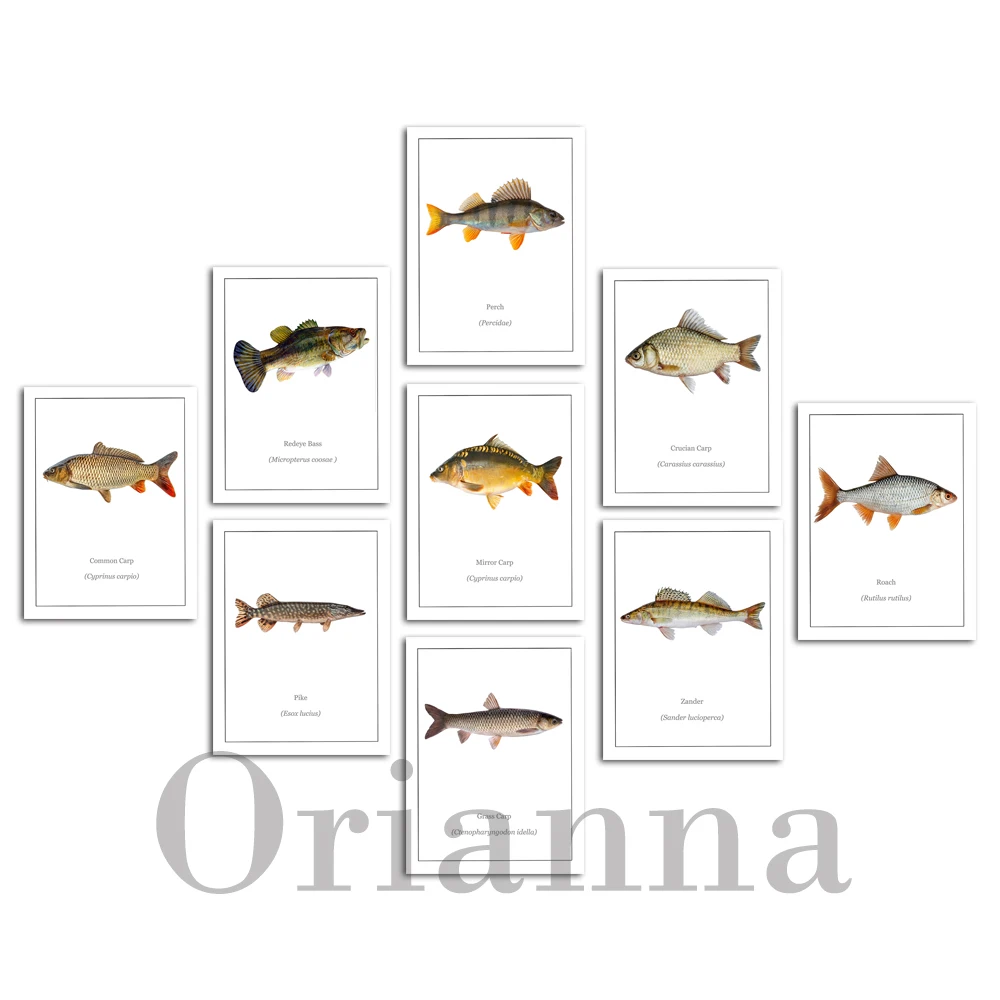 Tropical Fish Chart Poster