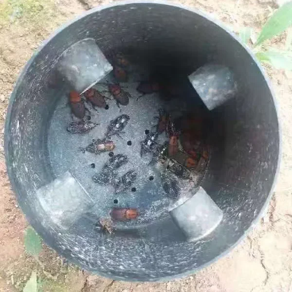 Half underground trap red palm weevil catcher Rhynchophorus ferrugineus ...