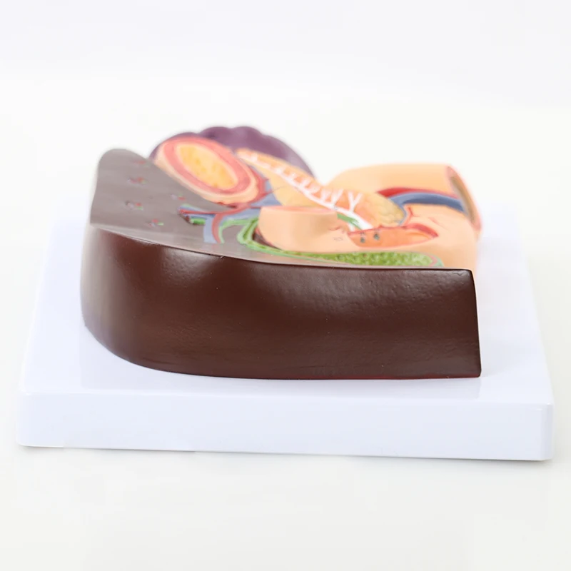 Human Liver Duodenum Spleen Anatomy Model Medical Science Teaching ...