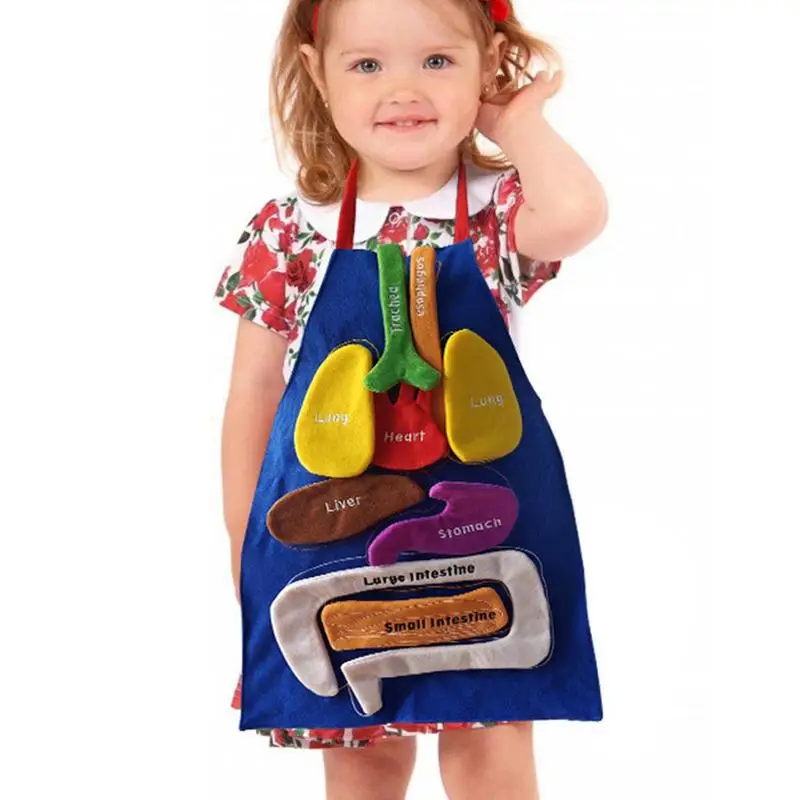 Organ-Apron-Human-Organs-Model-Body-Anatomy-Interactive-Scientific-Kit ...
