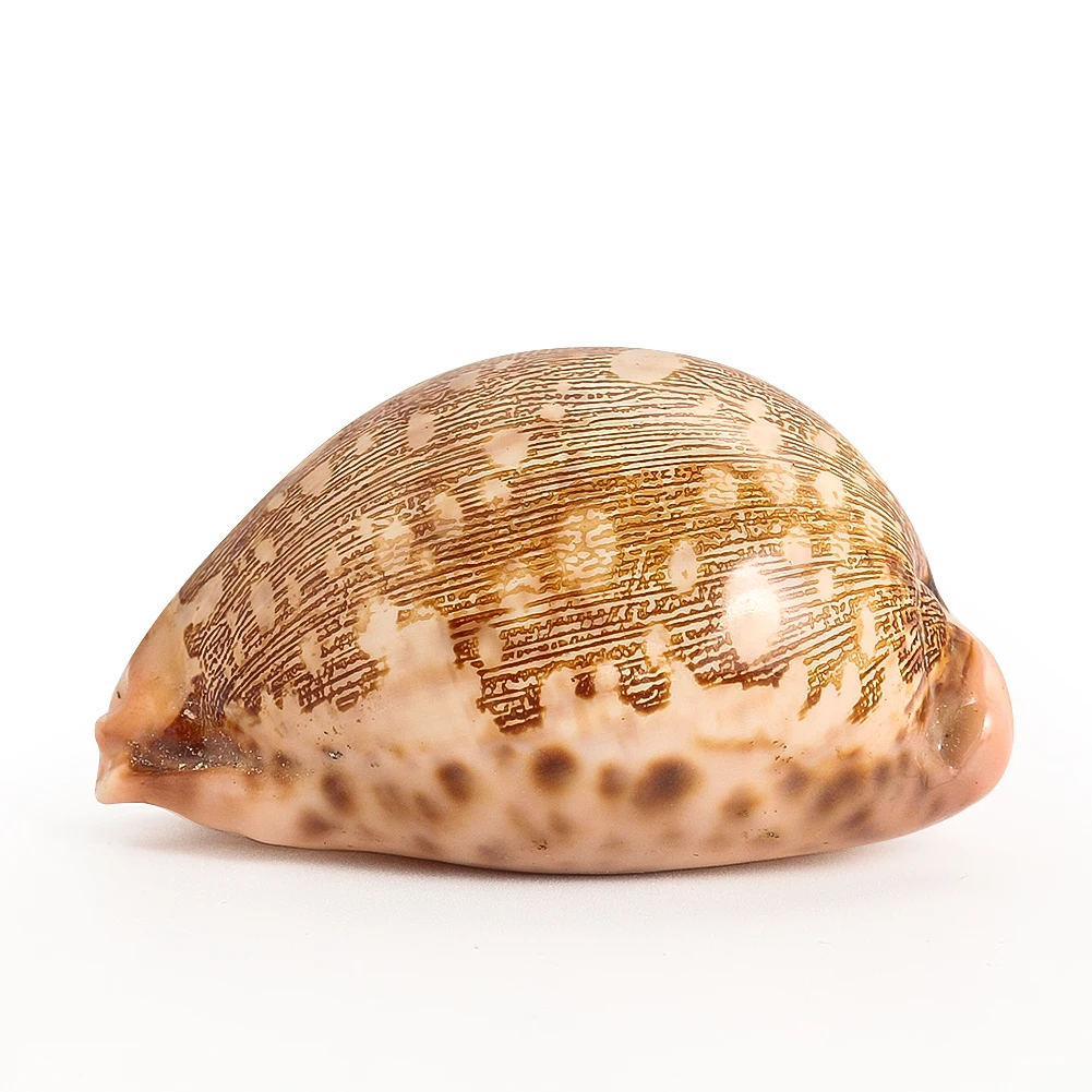 Natural-Map-Cowrie-Shell-Conch-Seashells-Specimen-Collectibles-Fish ...