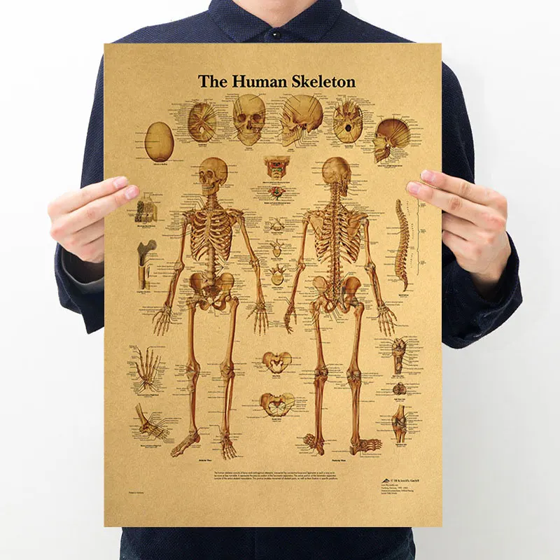 Human Bones Detail Cross-Section Diagram Illustration Diagram Kraft ...
