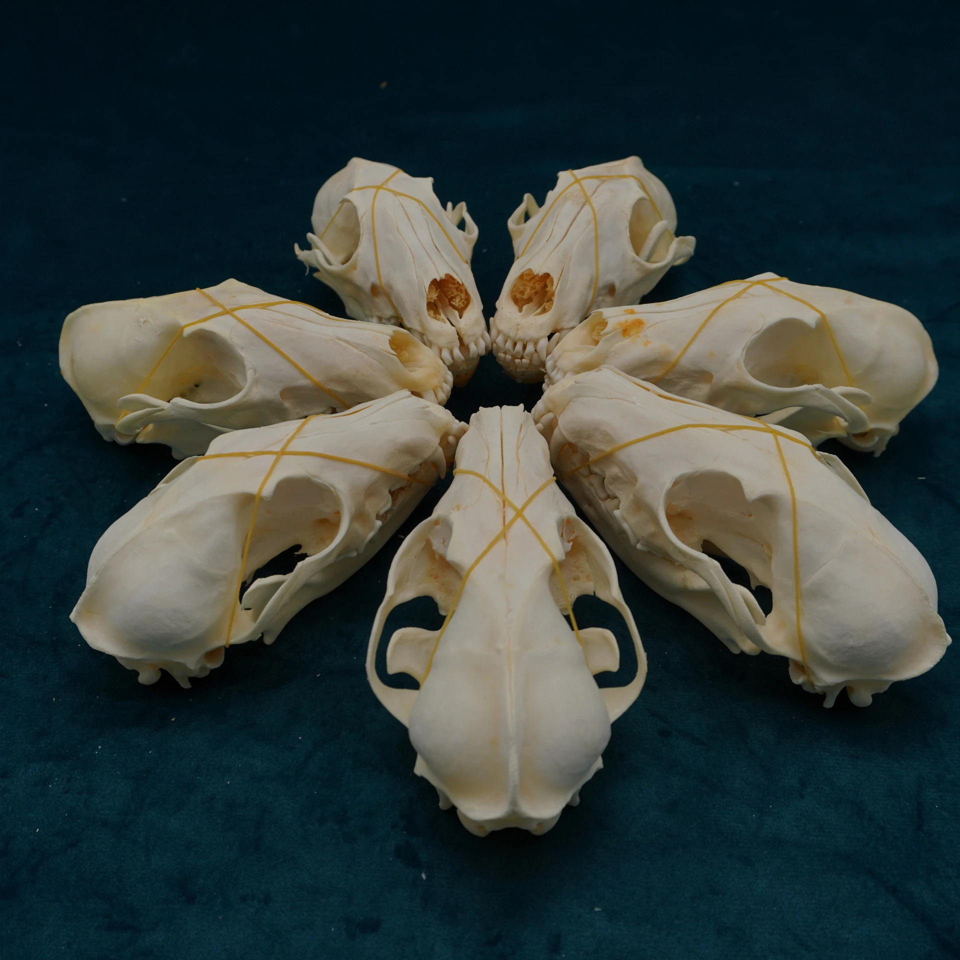 10pcs-Taxidermy-Fox-Skull-Bones-Real-for-Craft-Decoration-for-Home ...