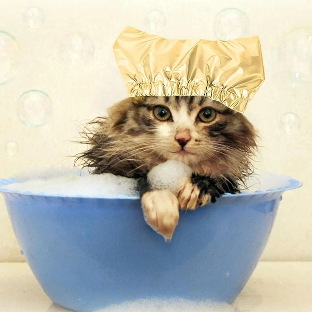 Shower Cap Meme? Why This Funny-Looking Pet Accessory Is Actually a ...