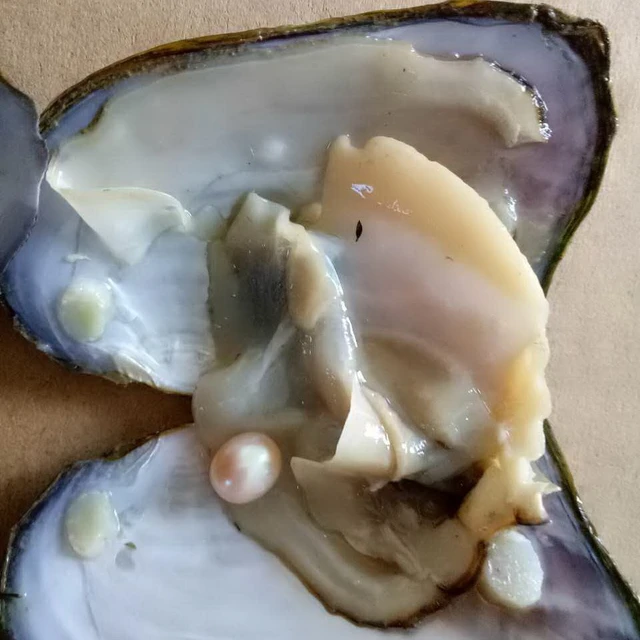 Oyster Shell With Pearl