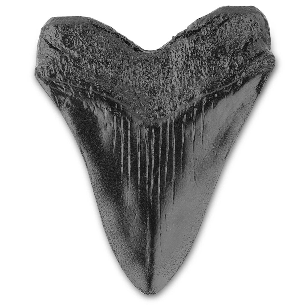 Shark-Tooth-Resin-Realistic-in-Shape-Thermostability-Megalodon-Tooth ...