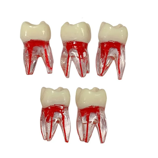 5pcs Dental Model Endodontic Root Canal Training Block Teeth Pulp ...