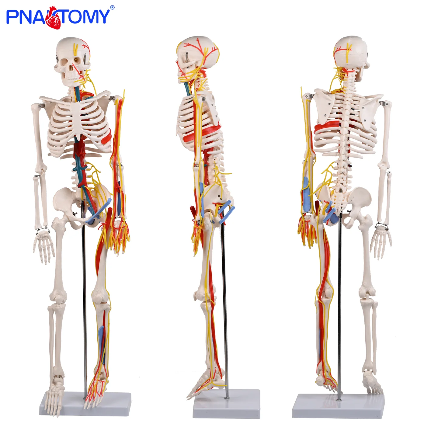 85cm Human Skeleton Model with Nerves Blood Vessels Heart and Brain ...