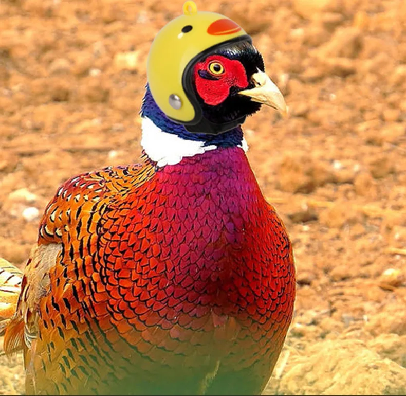 Chicken-Rooster-Hen-Duck-Helmet-Adjustable-Cap-Protective-Head-Set-Bird ...