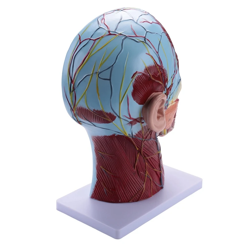 Human Half Head Superficial Neurovascular Model With Musculature, Life ...