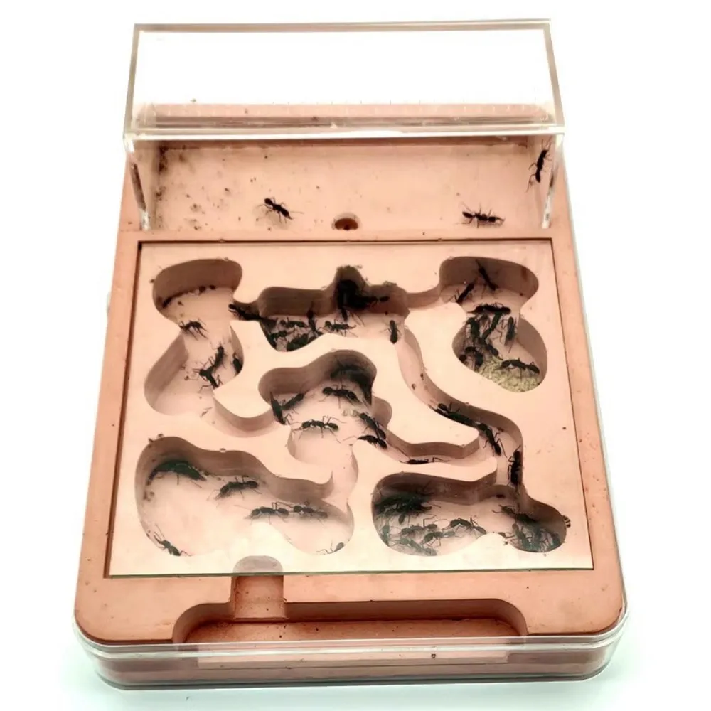 Farm-Highly-Moisturizing-Ant-Nest-Gypsum-Anthill-Workshop-Plaster-Plane ...