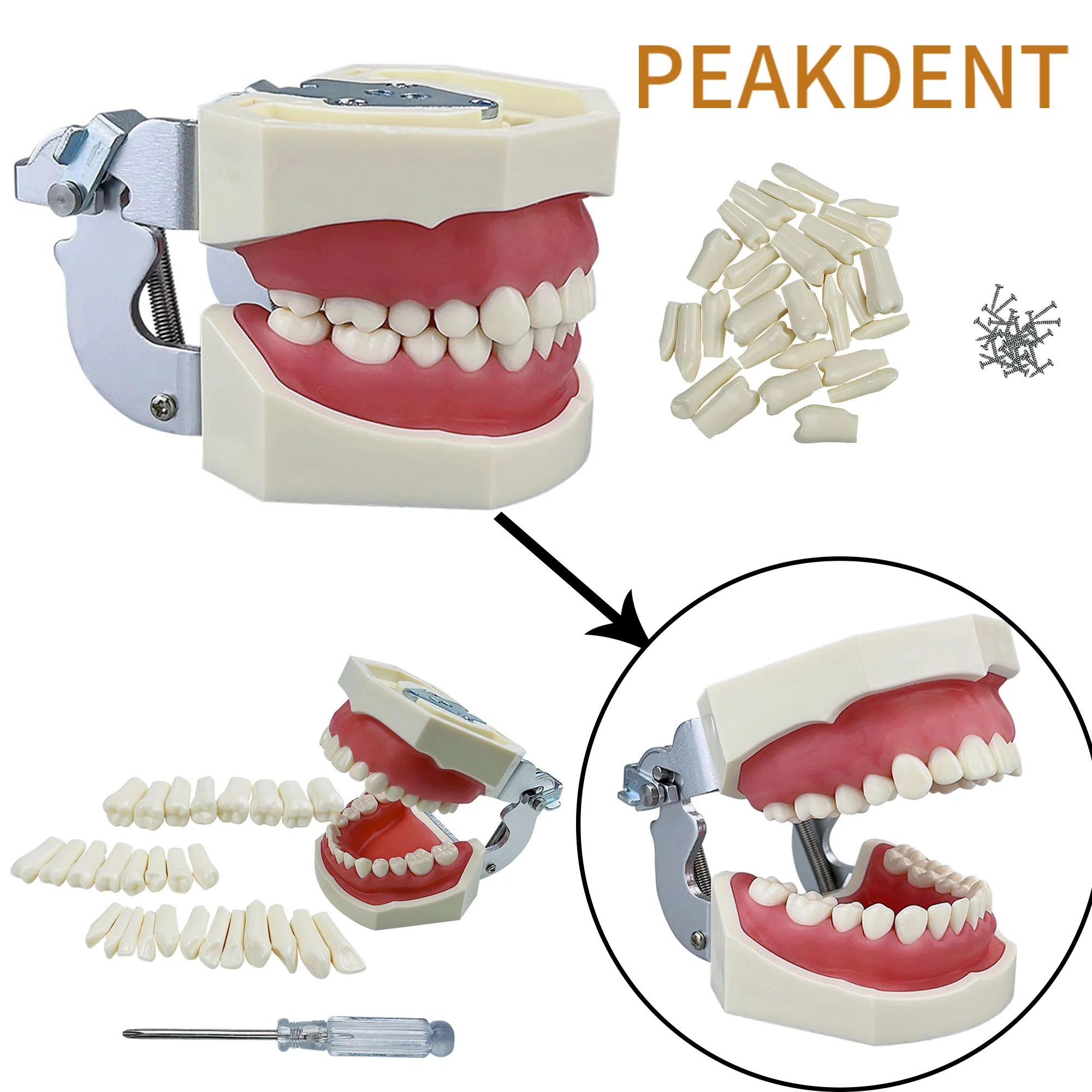 Resin-Dental-Model-Training-Typodont-Teeth-Model-For-Dental-Technician ...