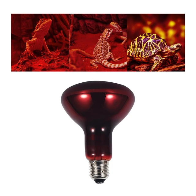 Red Light Bulb Room