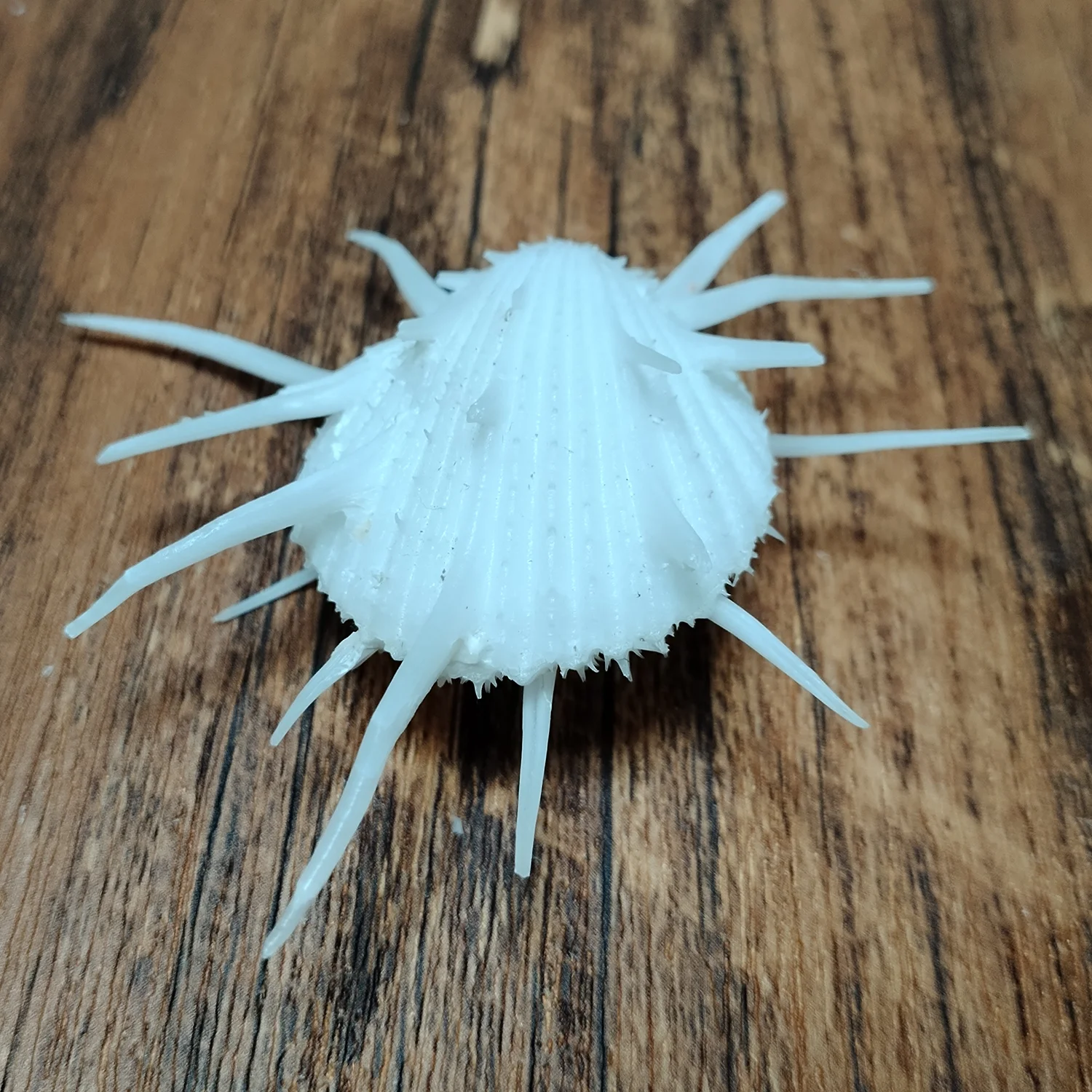 7-10CM-White-Clam-Shell-Natural-Spondylus-Imperialis-Specimen-Home ...