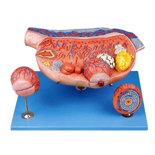 Ovarian Follicles Model