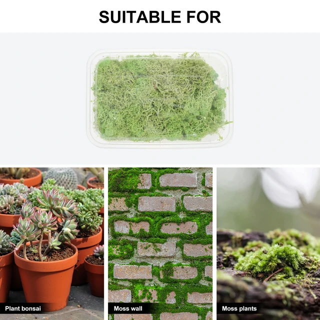 Potted Moss Plant