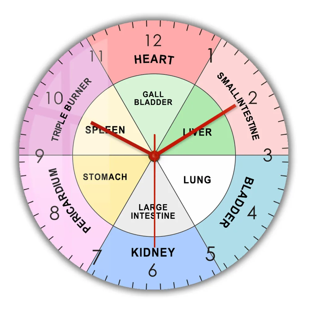 Art Therapy Face Anatomy Detailed Muscle Structure Vein Facial Medical ...