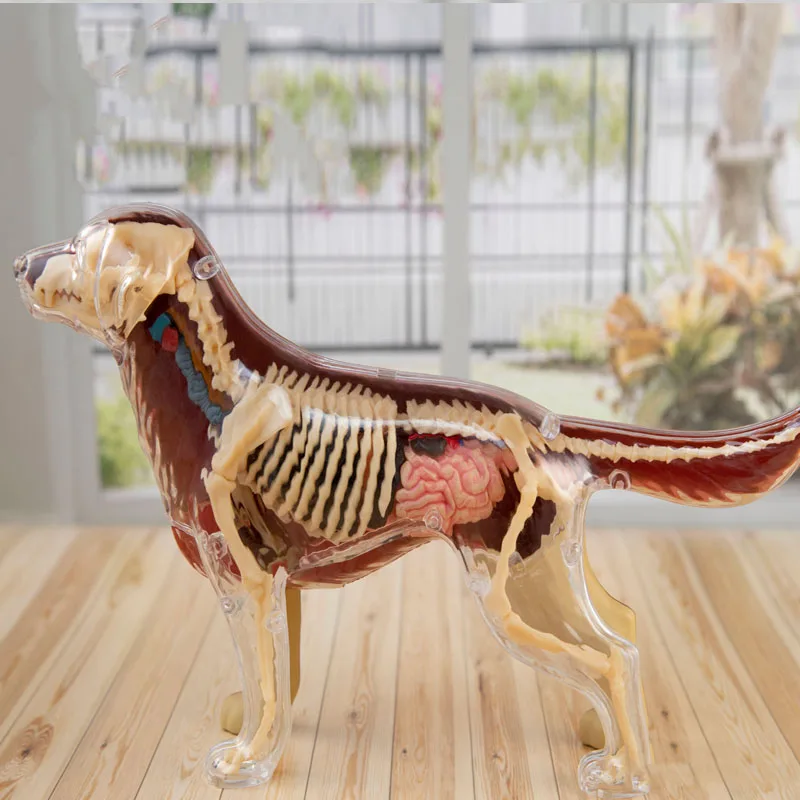 Golden Retriever 4D Master Animal Anatomy Model 30 Parts Detachable ...