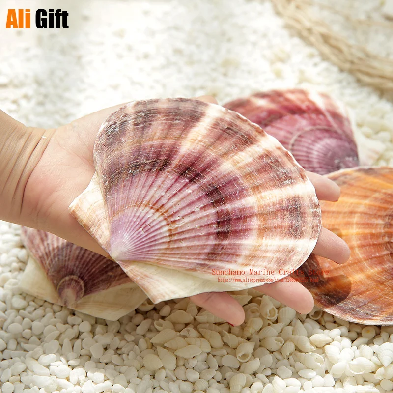 10-13cm-12pcs-lot-Natural-Shell-Conch-Mediterranean-Ocean-Beach ...
