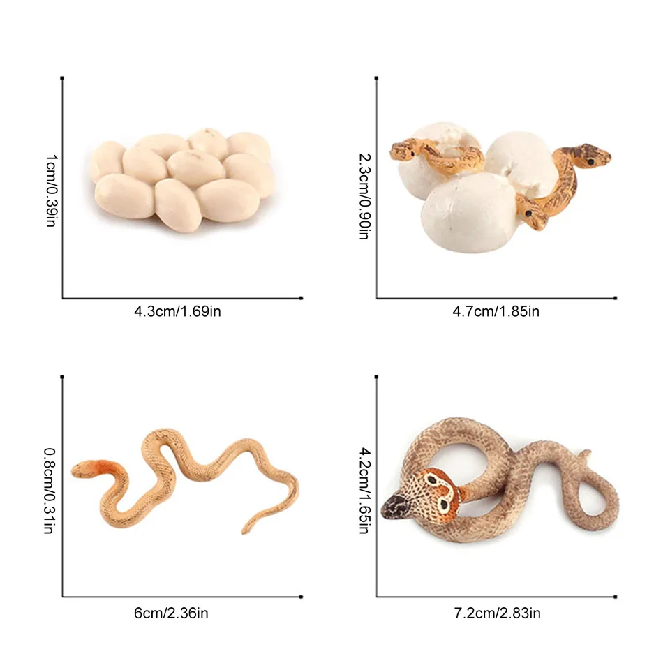 Animal Figurines Snake Growth Cycle Model Toy - 4 Stage Cobra Life ...