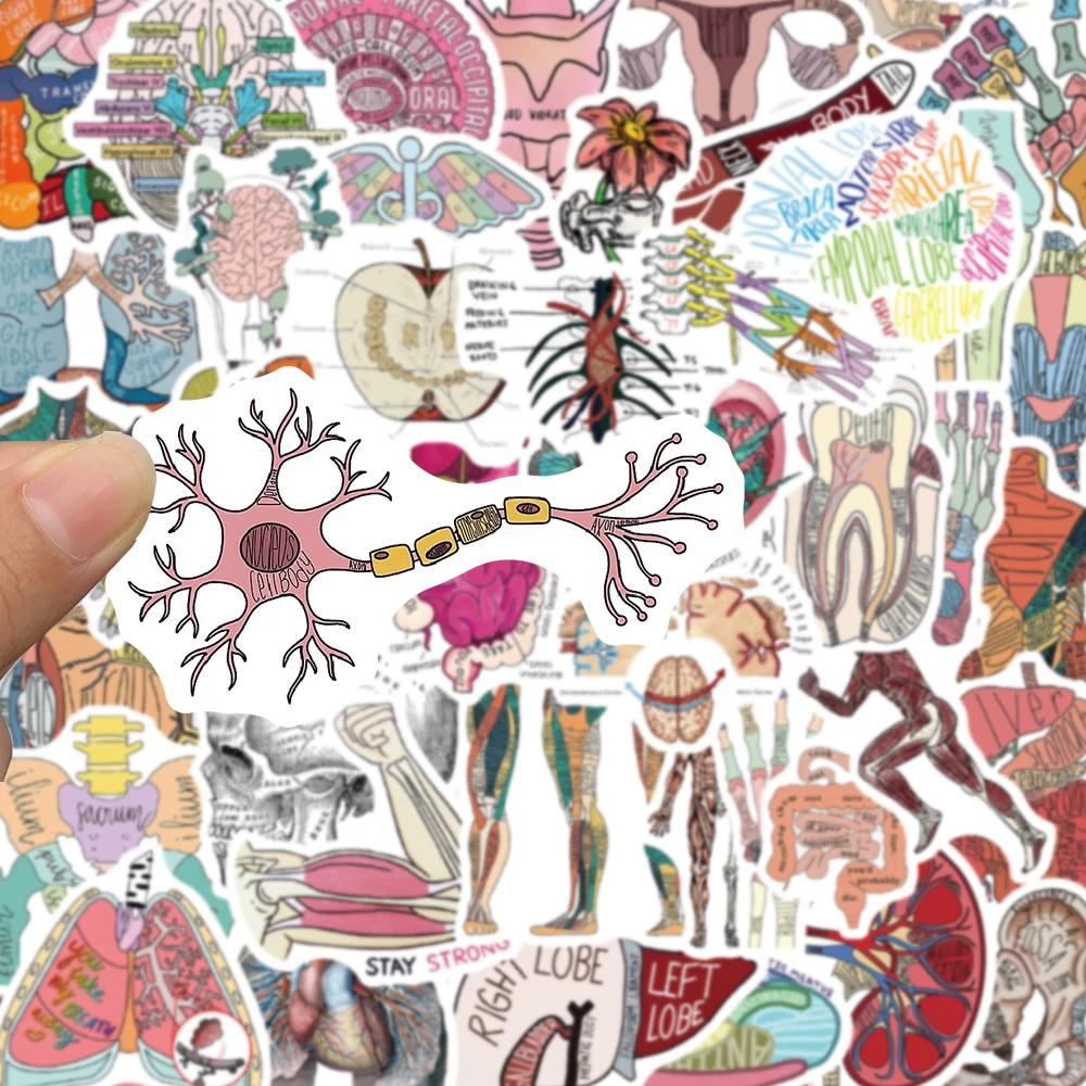10-30-50pcs-Anatomy-And-Physiology-Body-Structure-Stickers-Decoration ...